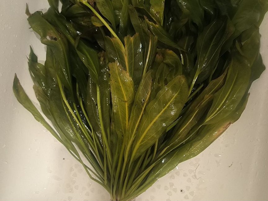 Растения для аквариума