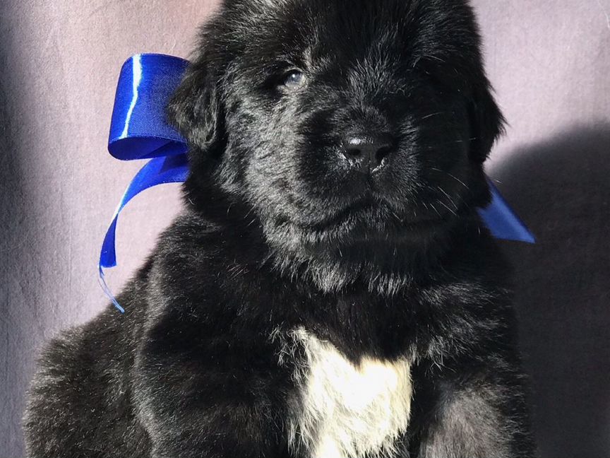 Ньюфаундленд кобель Гектор Приам