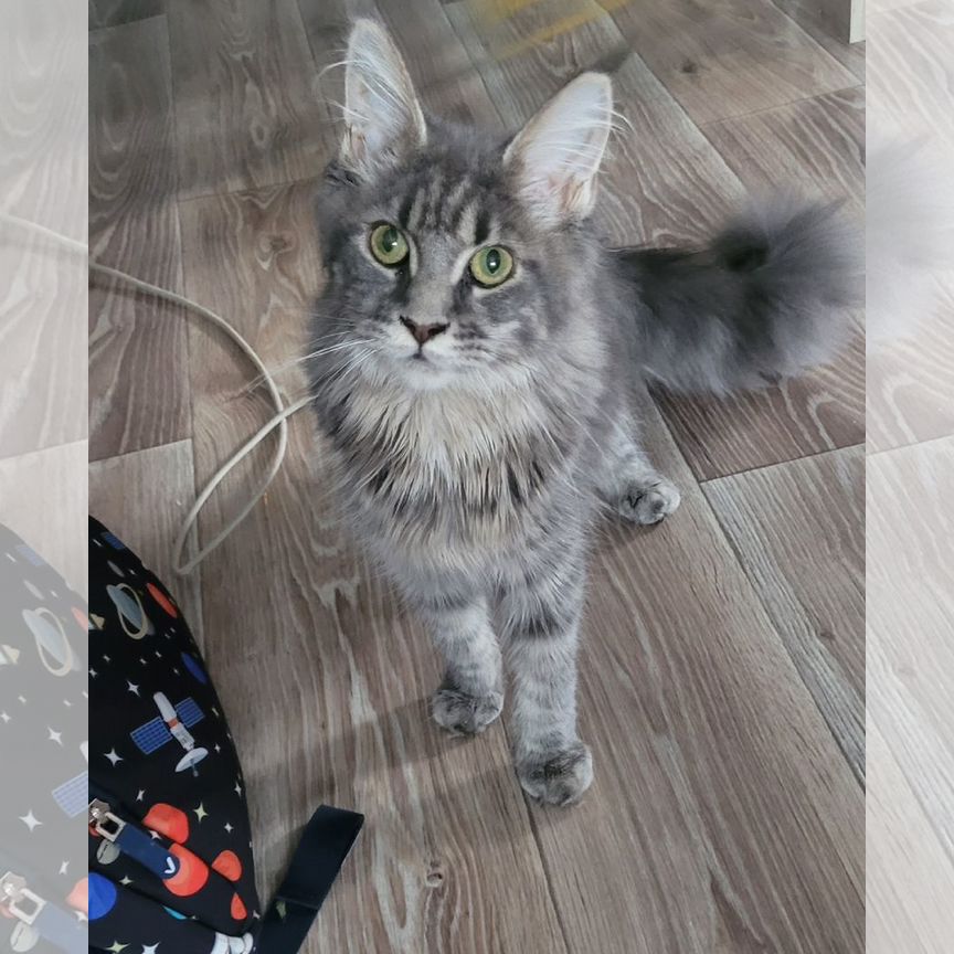 Мейн-кун, взрослая кошка