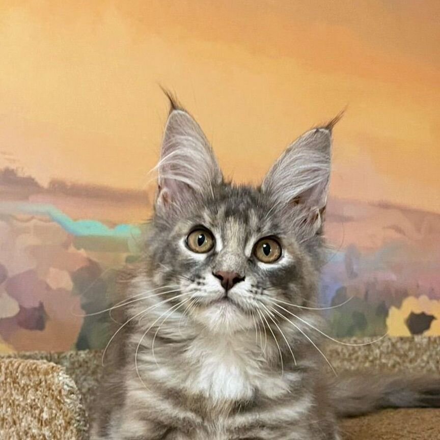 Мейн-кун котенок