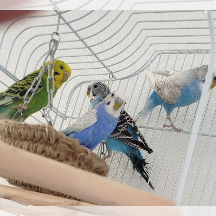 Волнистые попугаи парами или две пары с клеткой