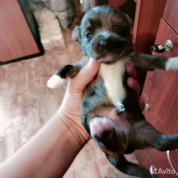 Щенки дизайнерские