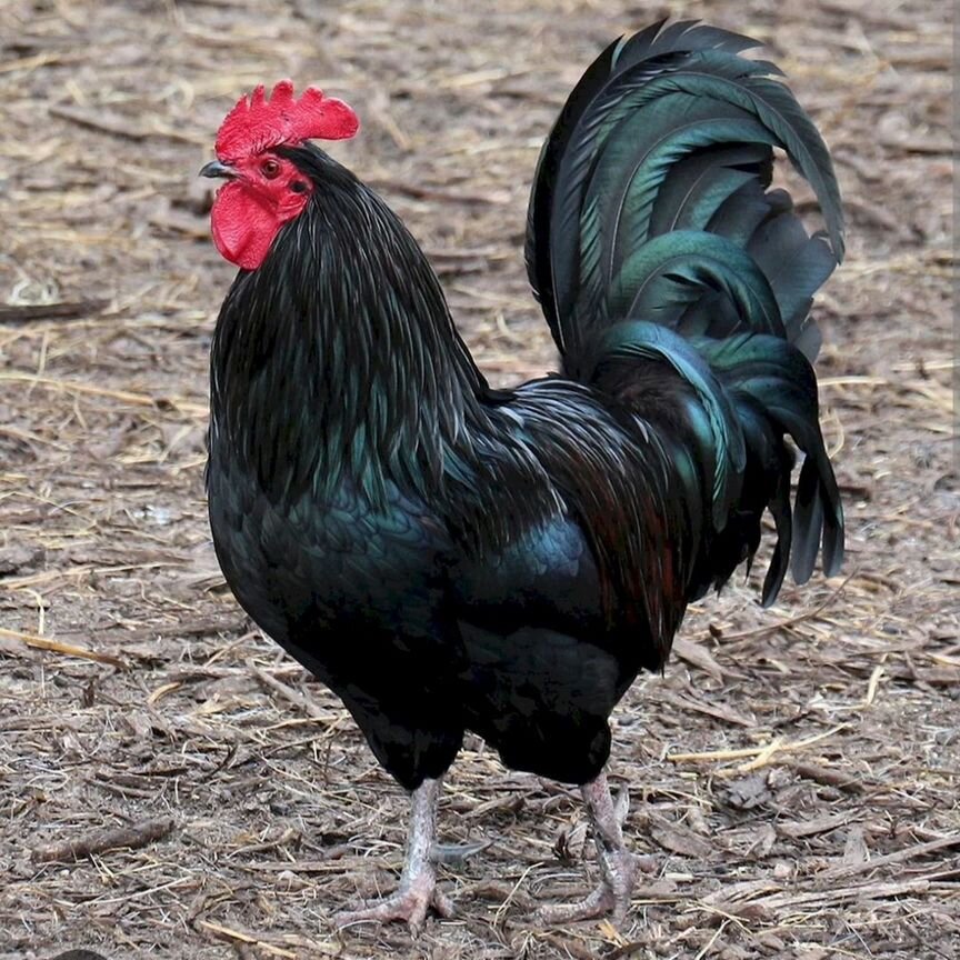 Молодые петухи продажа или обмен на кур