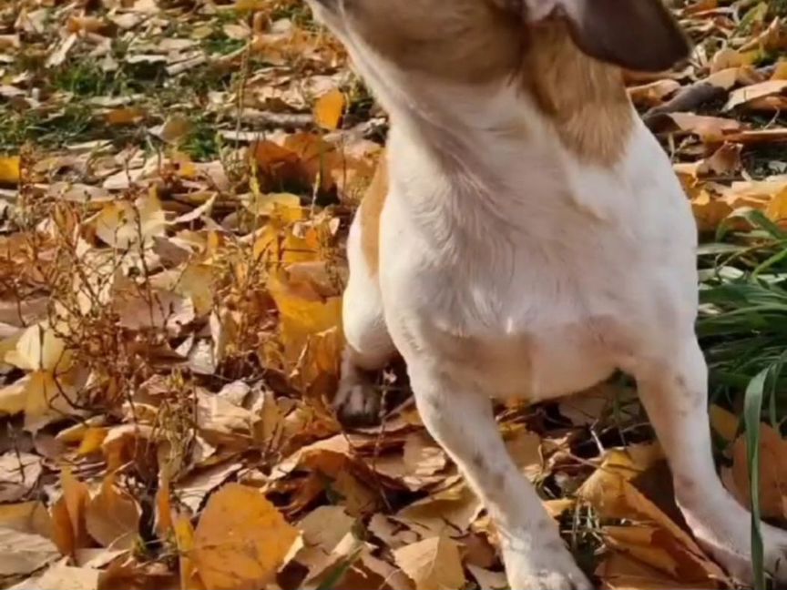 Чихуахуа мини