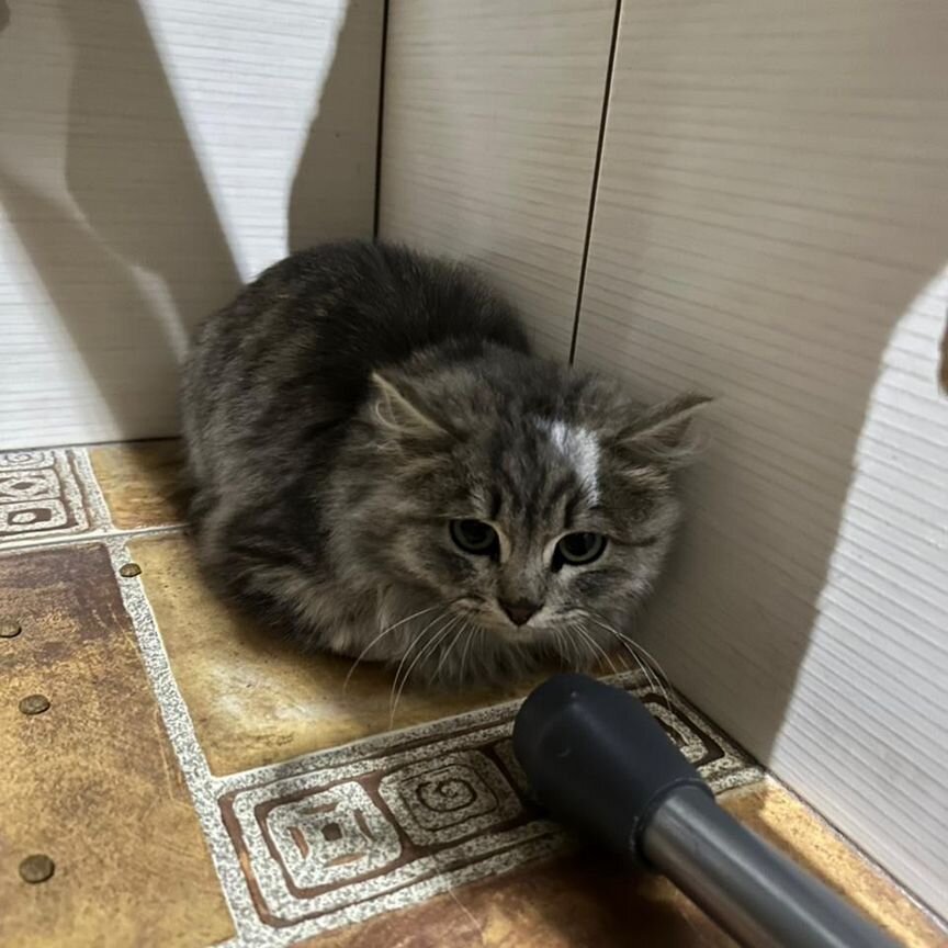 Нашли котенка в паркинге 3 мес