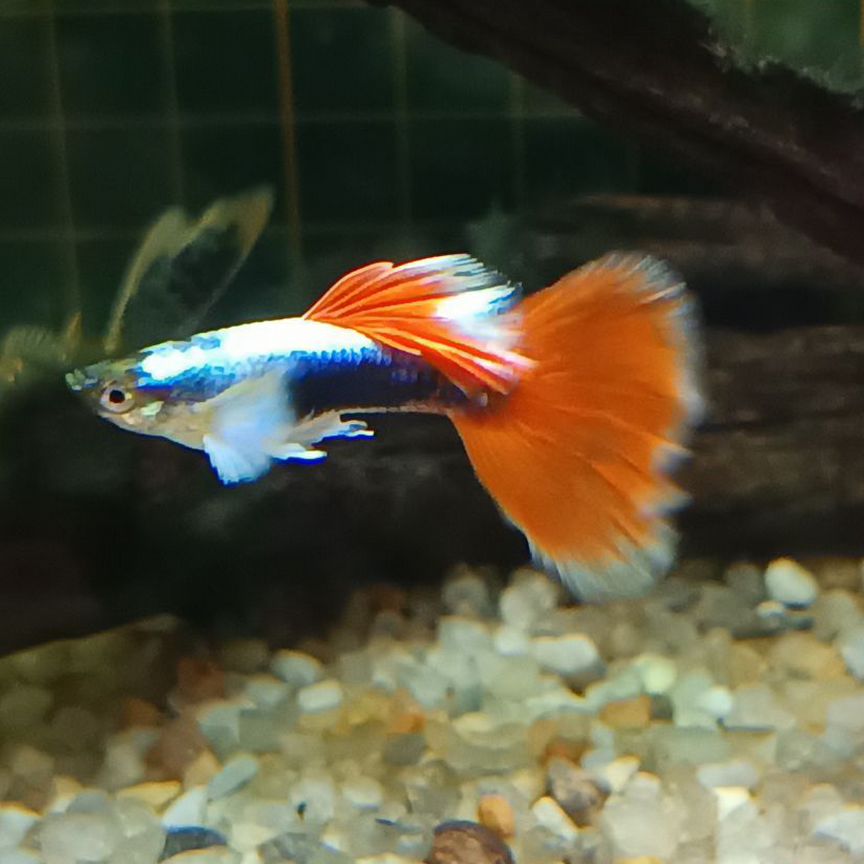 Гуппи Санта Клаус чистая линия