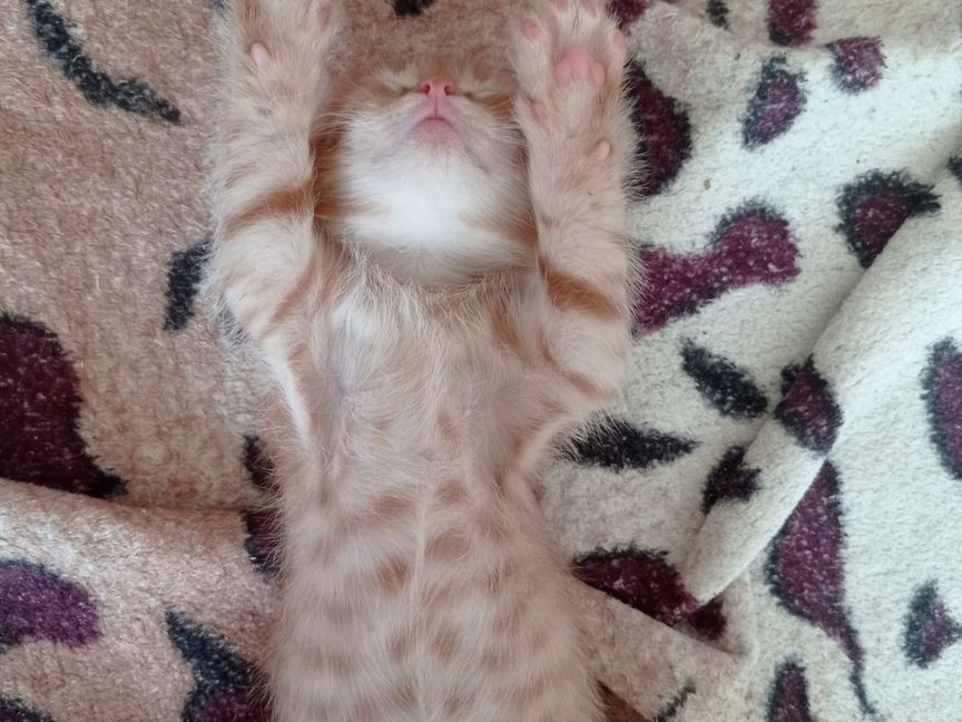 Котенок для поцелуев