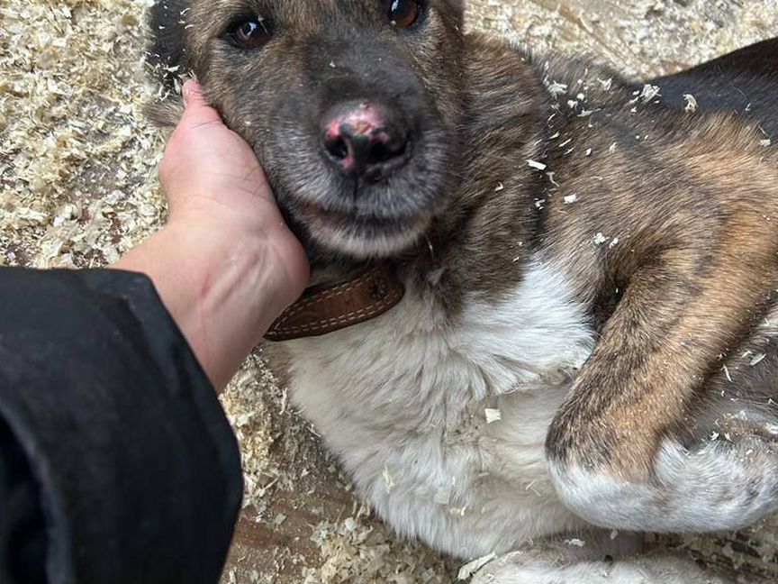 Собаки нужен дом и забота