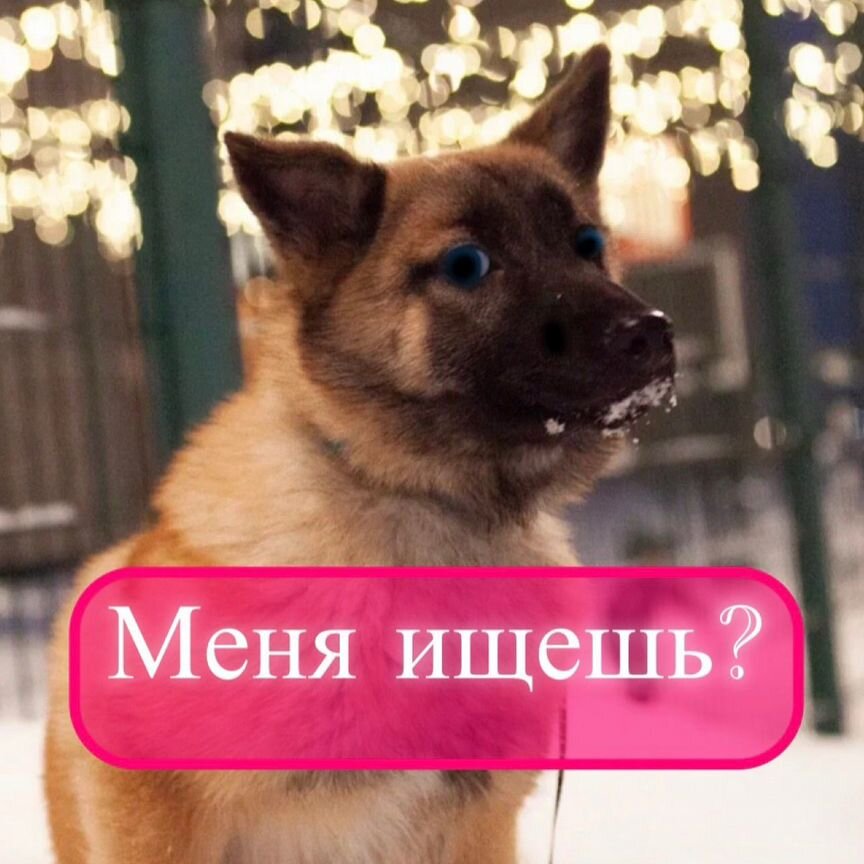 Щенок девочка осталась одна