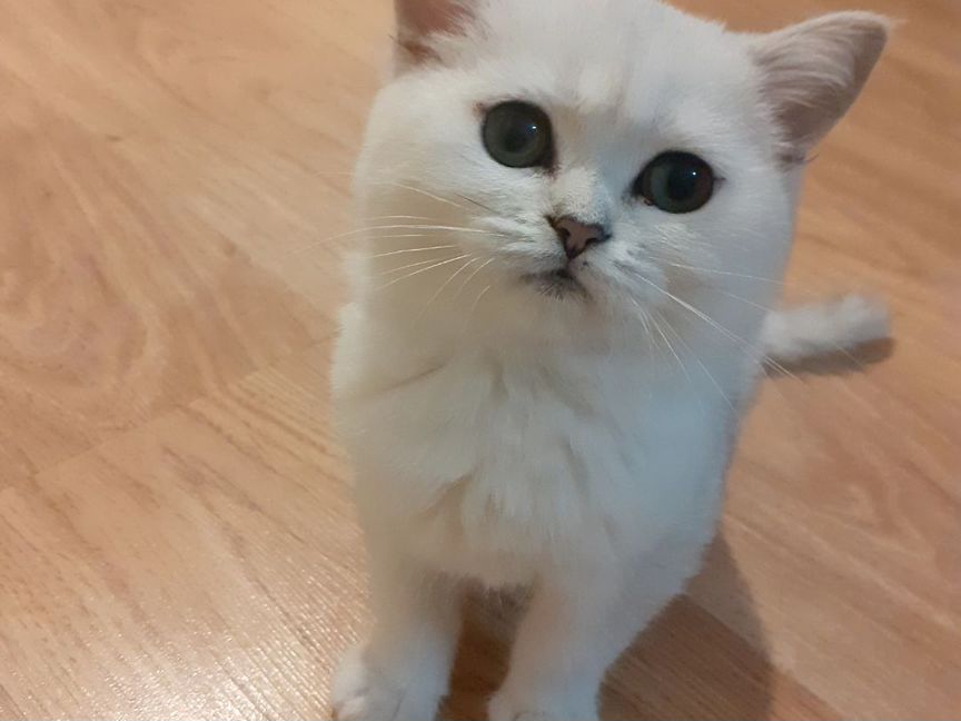 Британская серебристая шиншилла