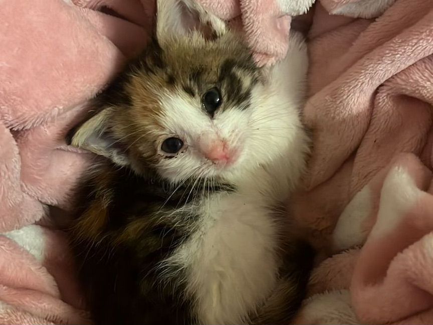 Котята в добрые руки