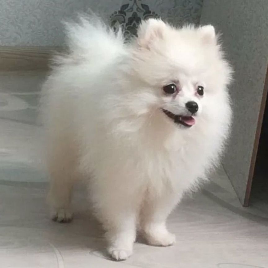 Шпиц щеночек белый