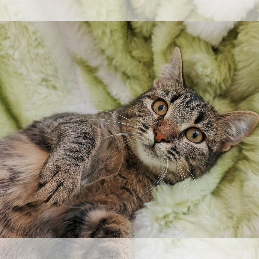 Котёнок в добрые руки