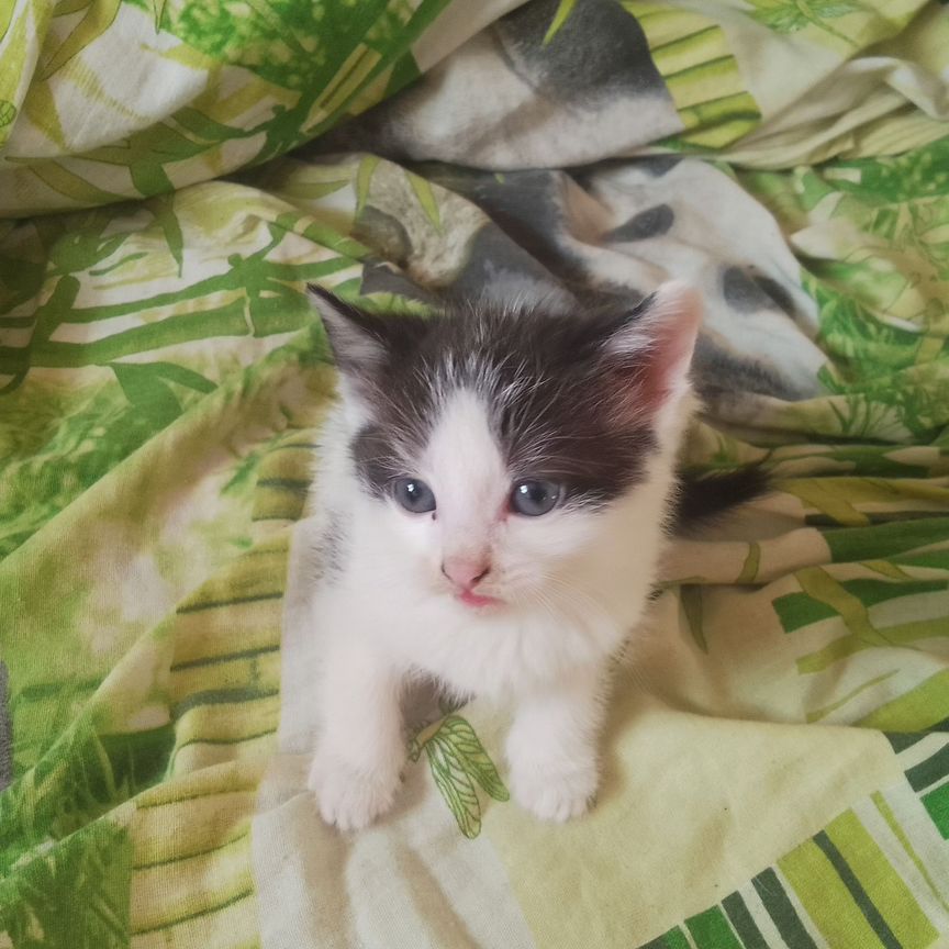 Котята в добрые руки мальчики 2,5 месяца