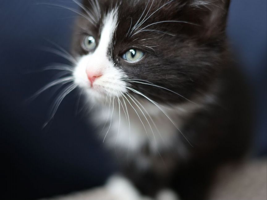 Котенок Миша ищет любящих хозяев