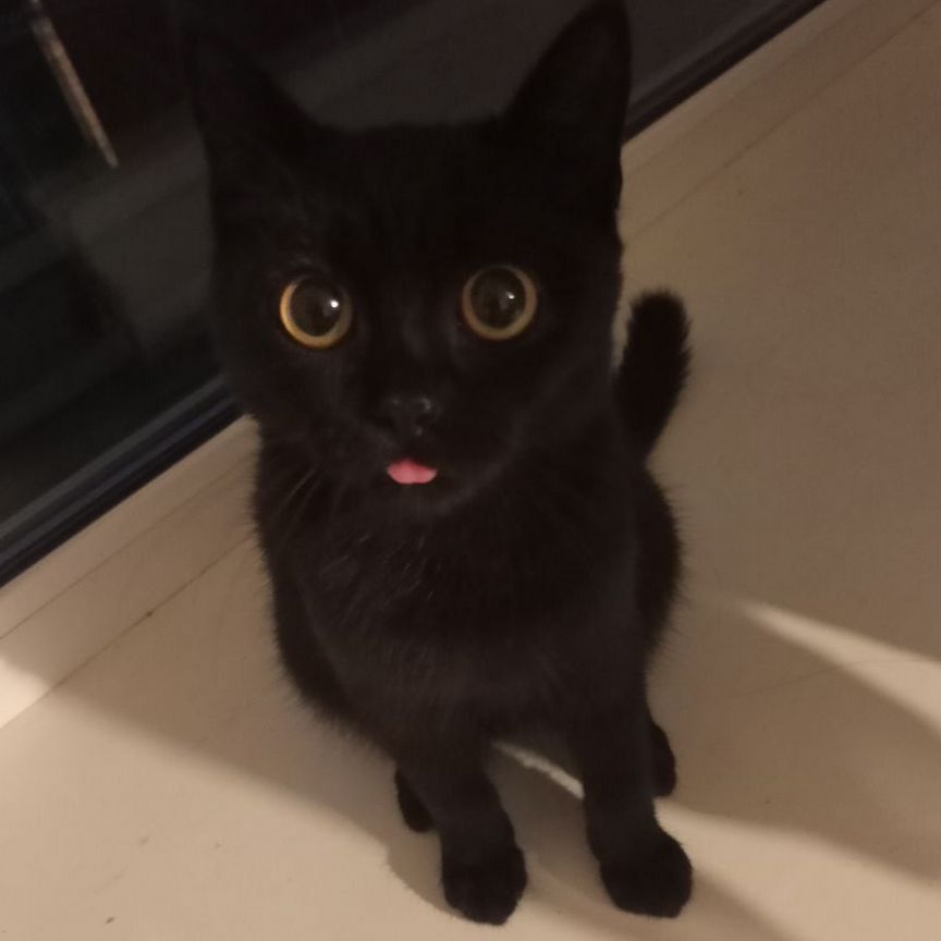 Котенок черный