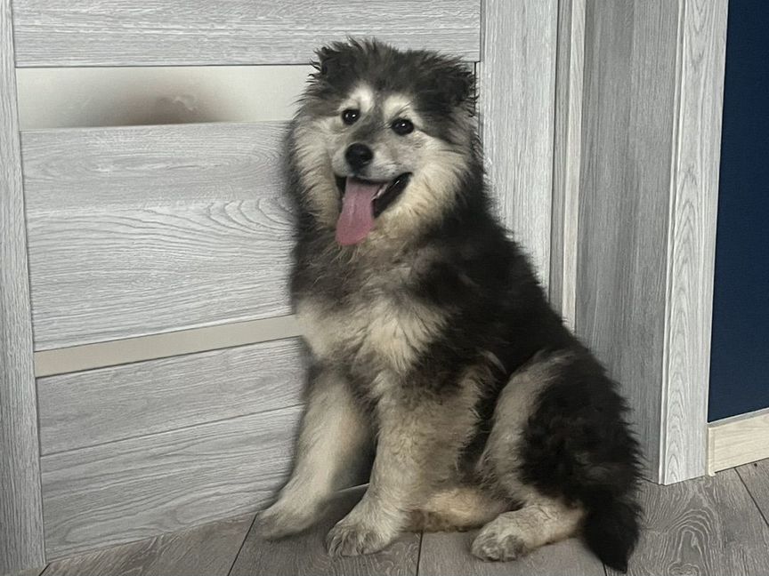 Щенок в добрые руки бесплатно