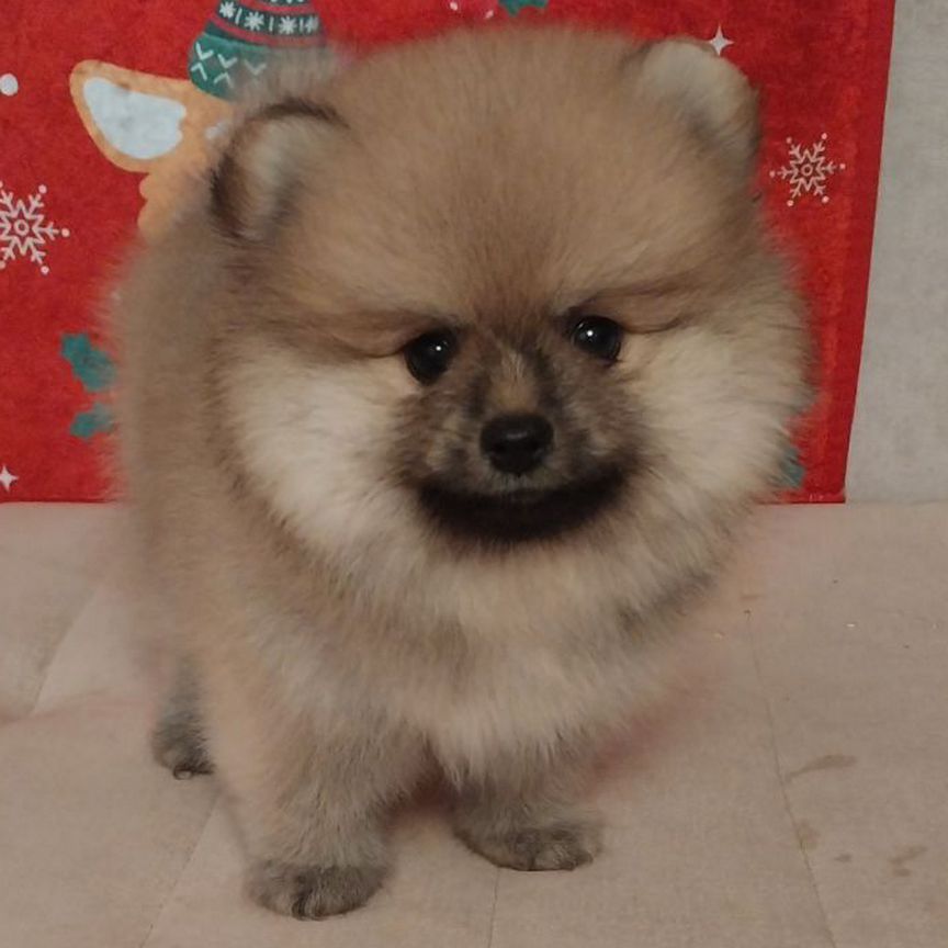 Померанский шпиц, щенок
