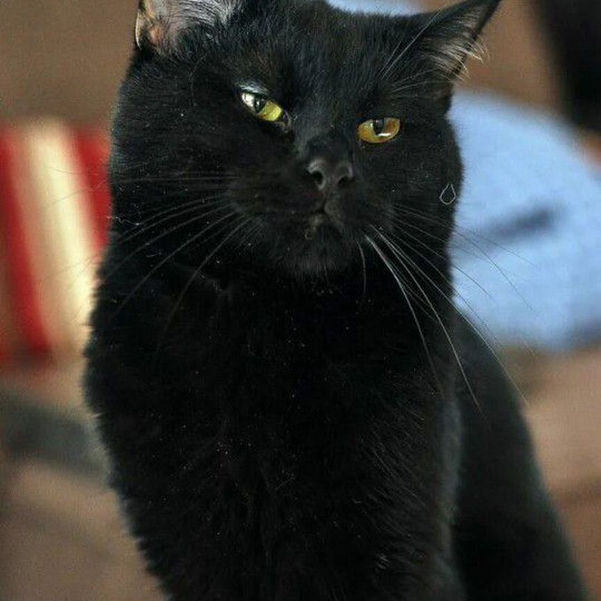 Кот