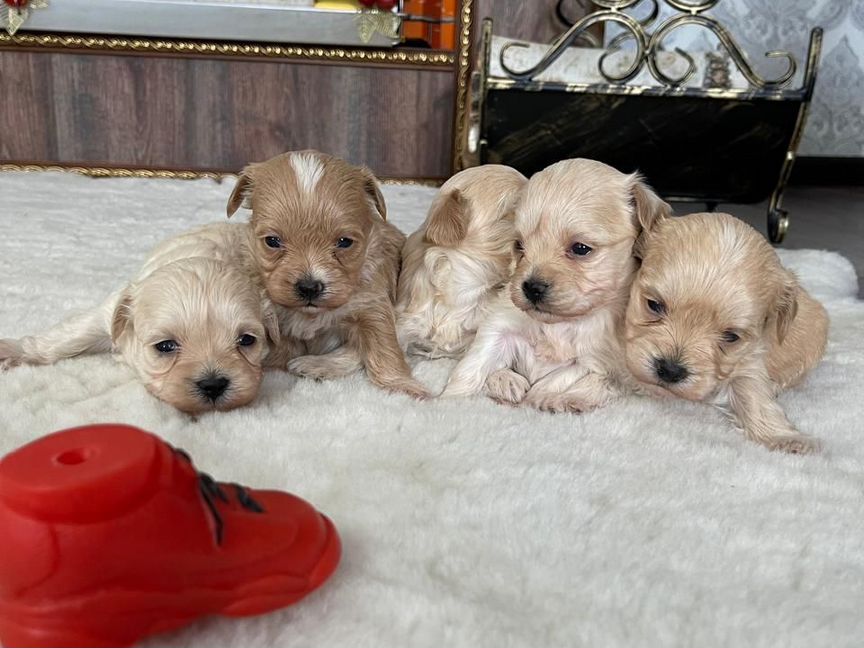 Плюшевые мальтипу