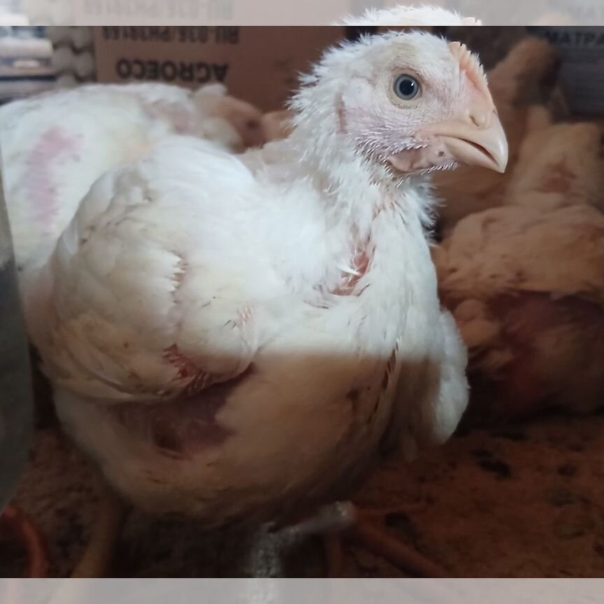 Бройлеры месячные