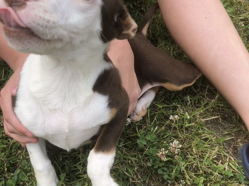 Щенята американского булли