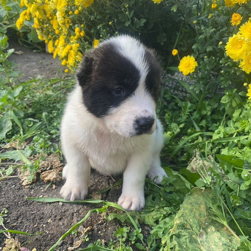 Продам щенка алабая