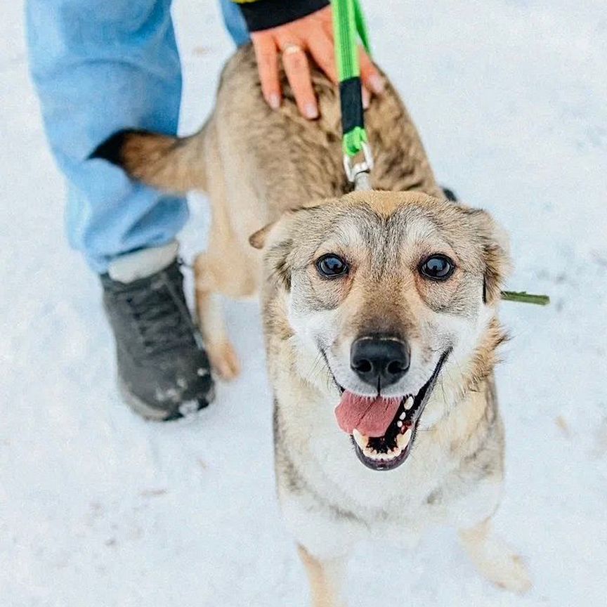 Щенок в добрые руки