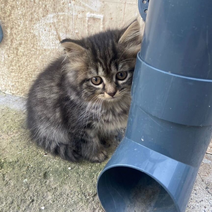 Котята (мать шотландская прямоухая)