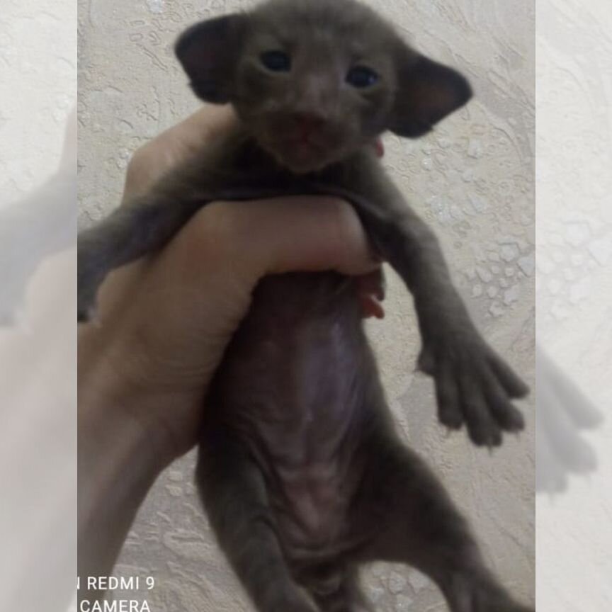 Ориентальный мальчик