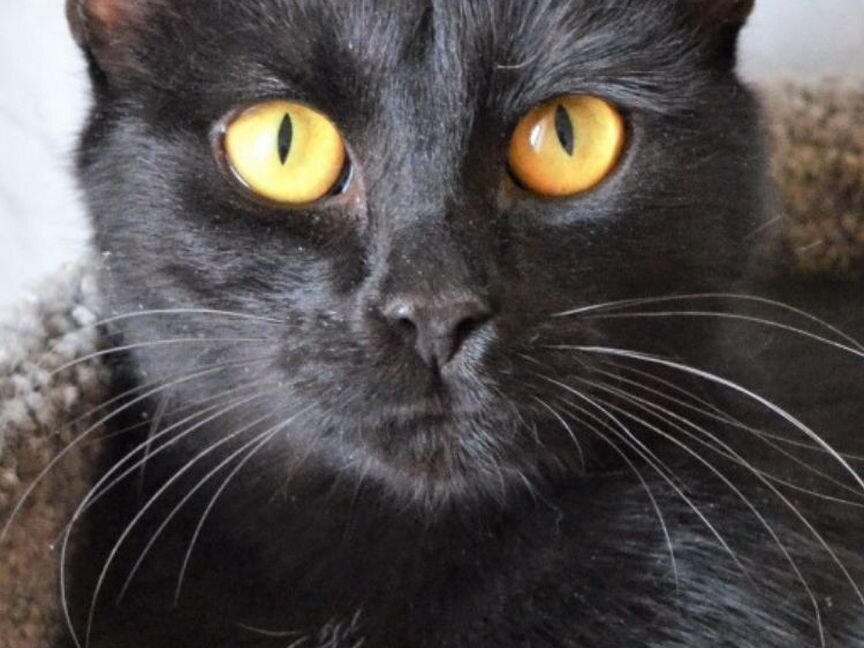 Черная Кошка ищет дом (Луна)