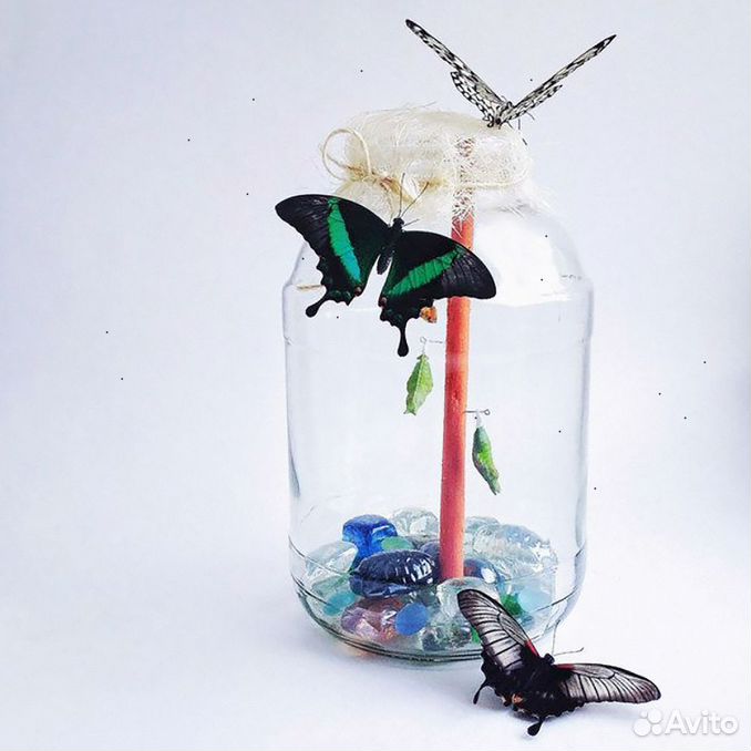 Ферма для вылупления бабочек д/ф-9