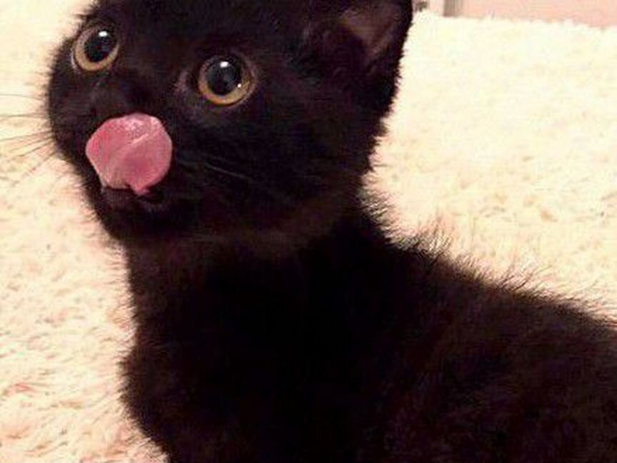 Вислоухий котенок