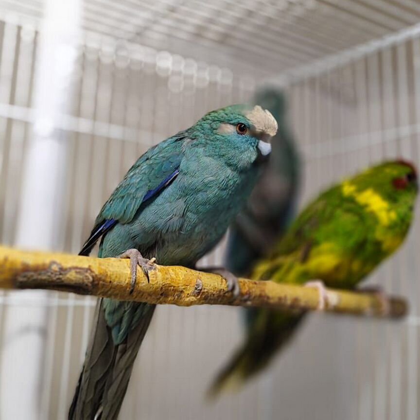 Попугай Какарики птенцы