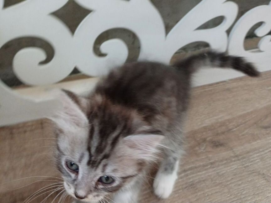 Продам котика