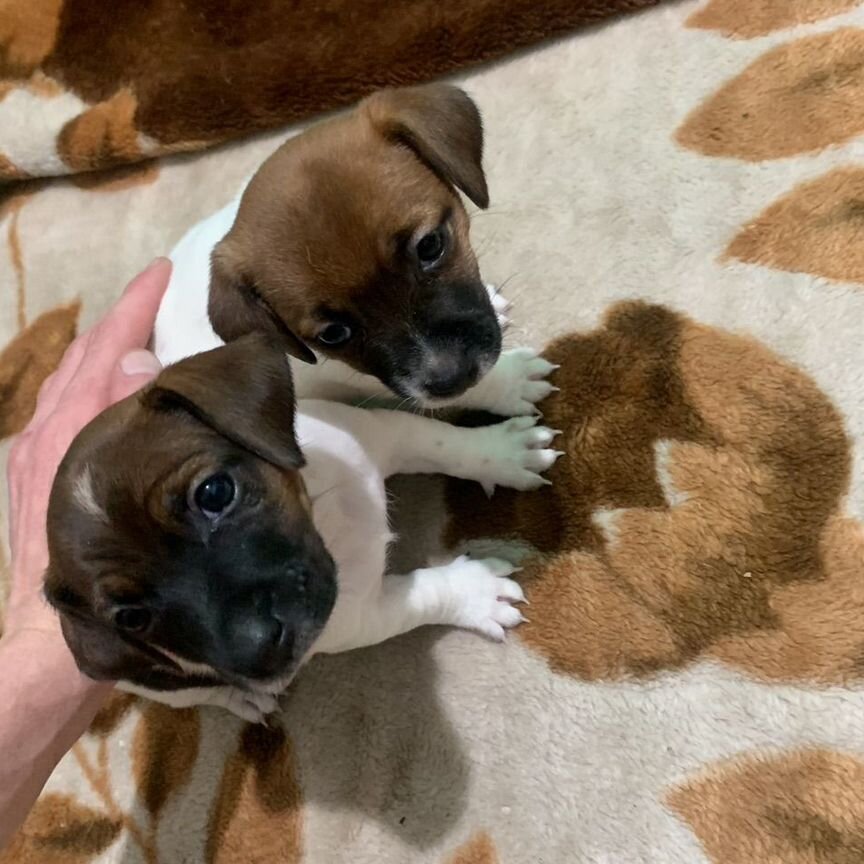 Джек-рассел-терьер, щенок