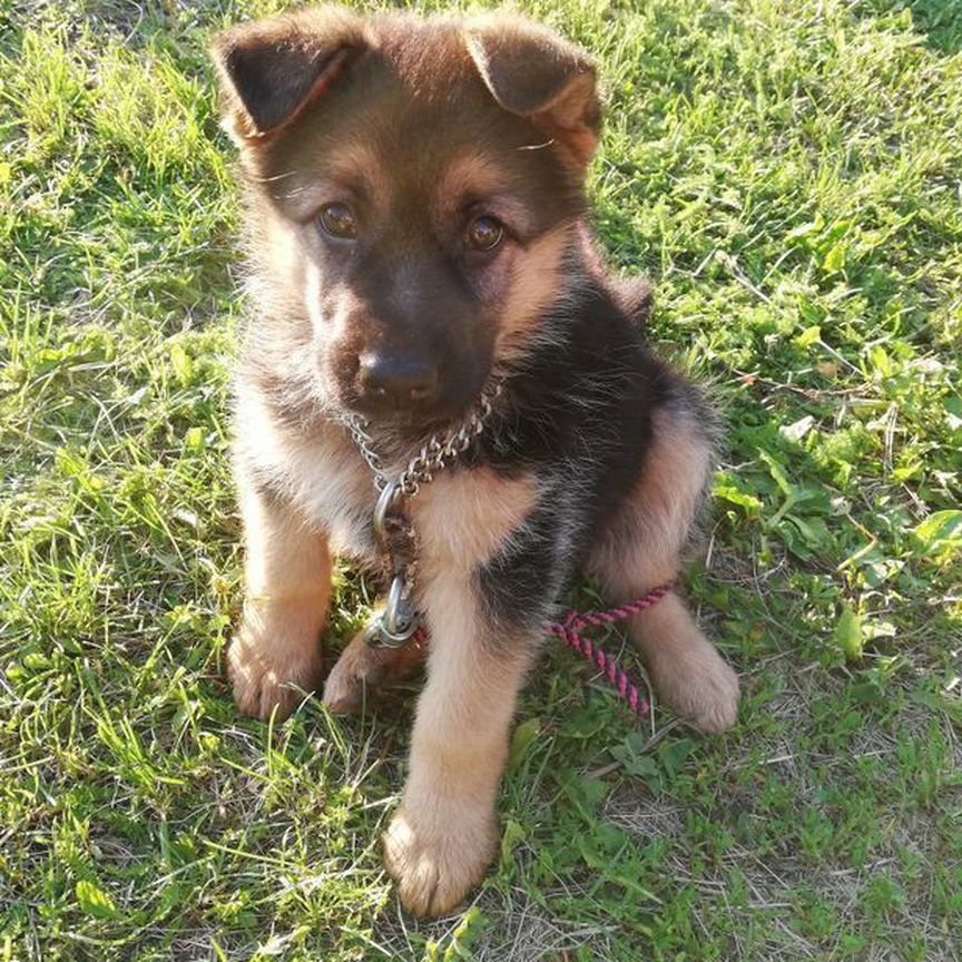 Немецкая овчарка, щенок