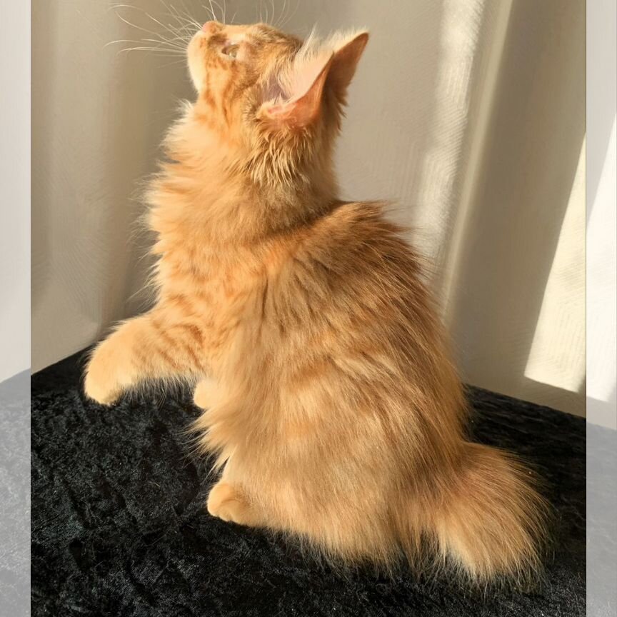 Котенок курильский бобтейл