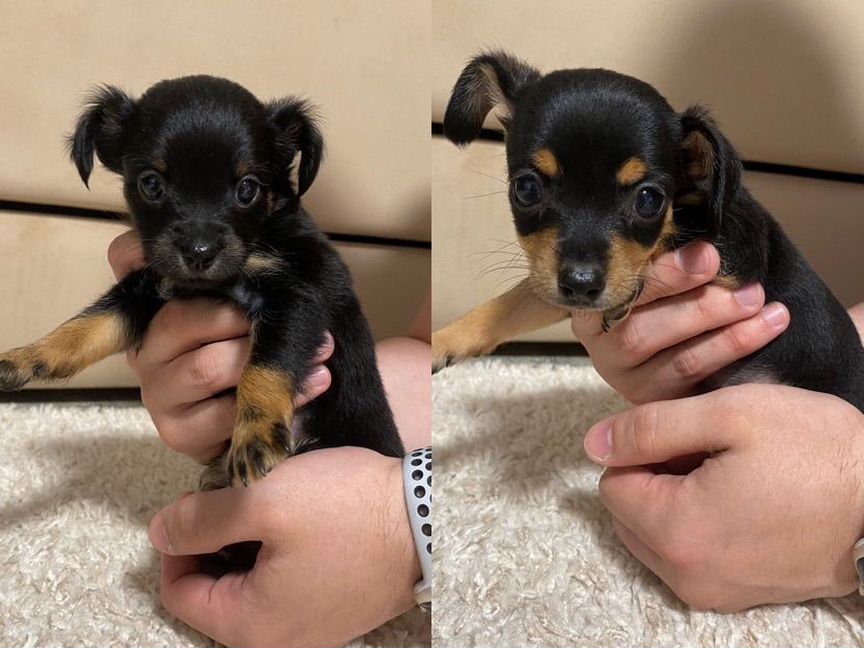 Мини той-терьер