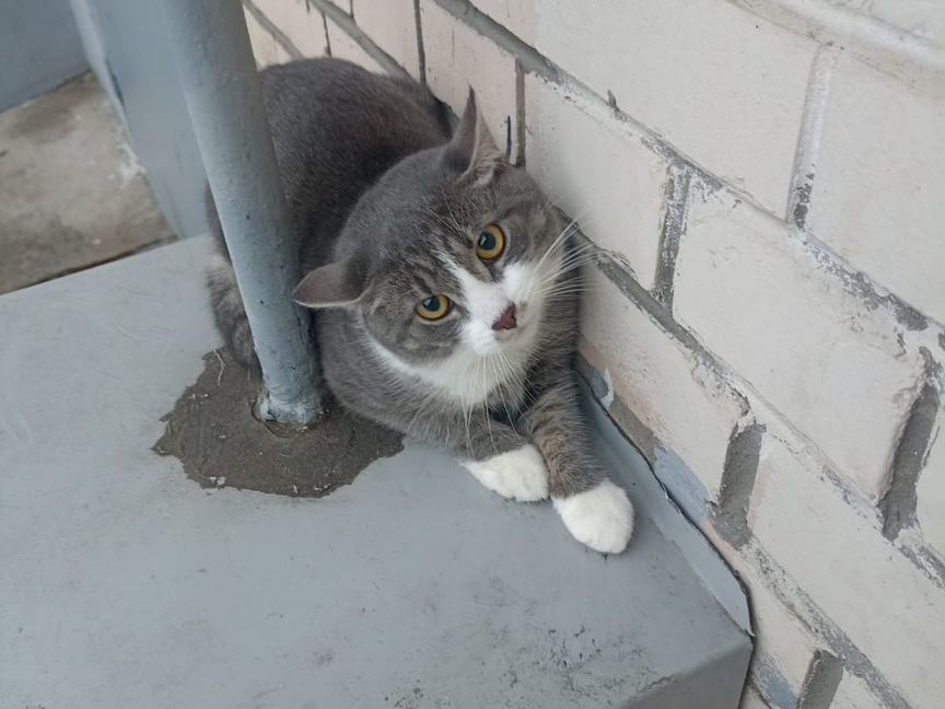 Кошка в добрые руки
