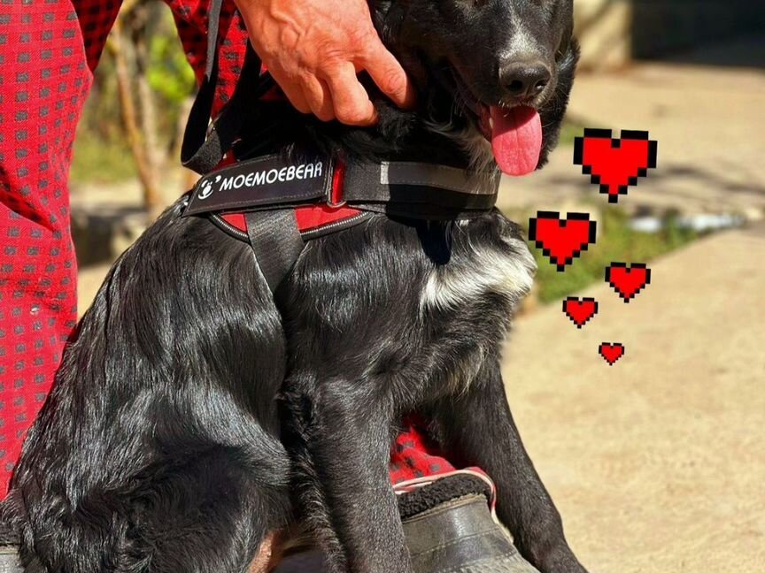 Ищем самые добрые руки для собаки (мальчик)