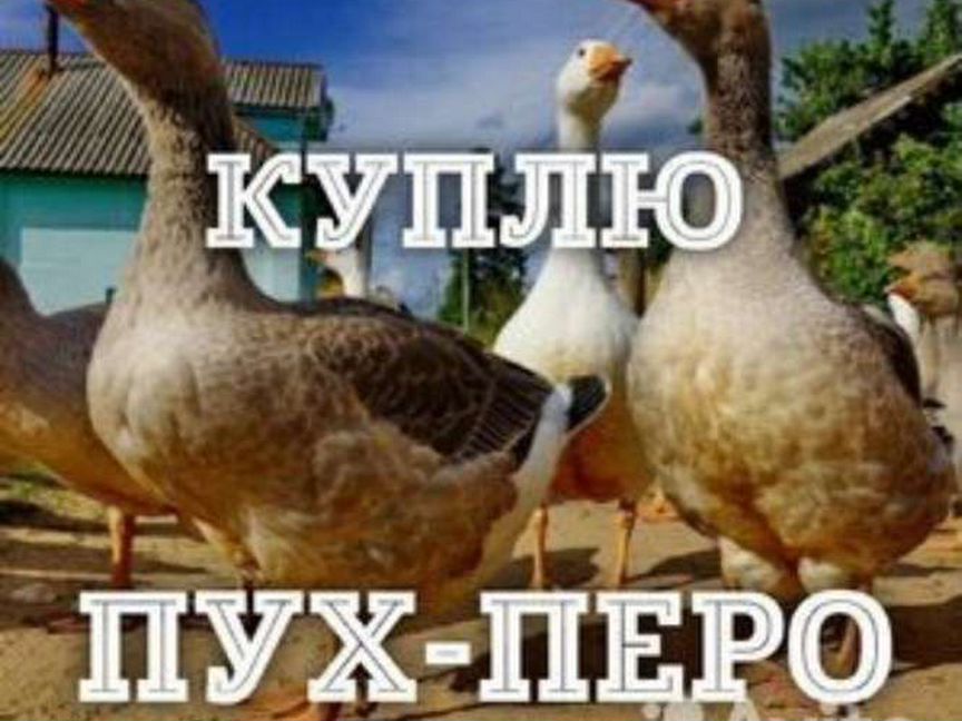 Пух гусиный