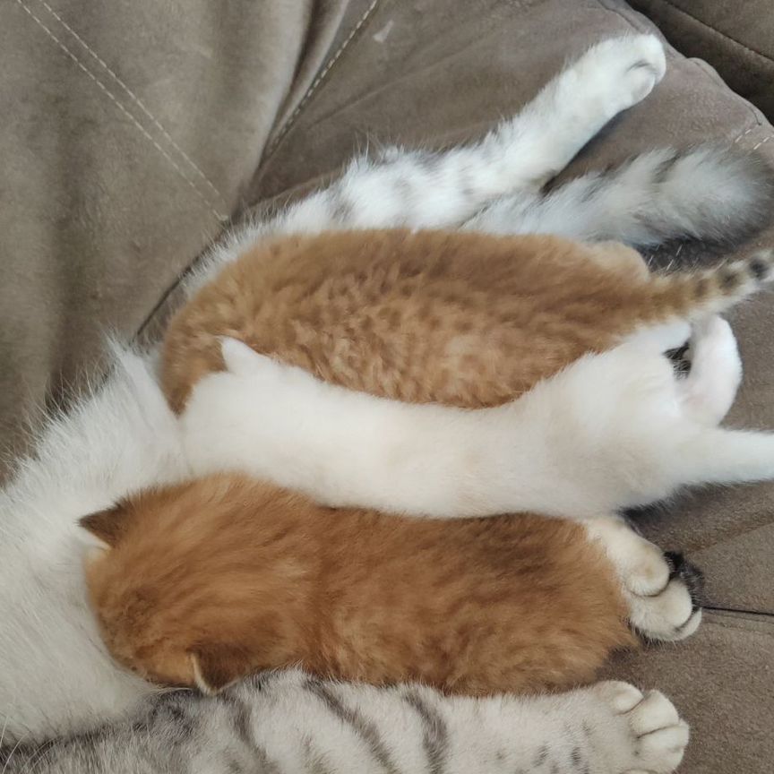 Котики от серебристой шиншиллы