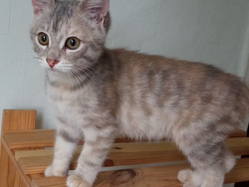 Кошка