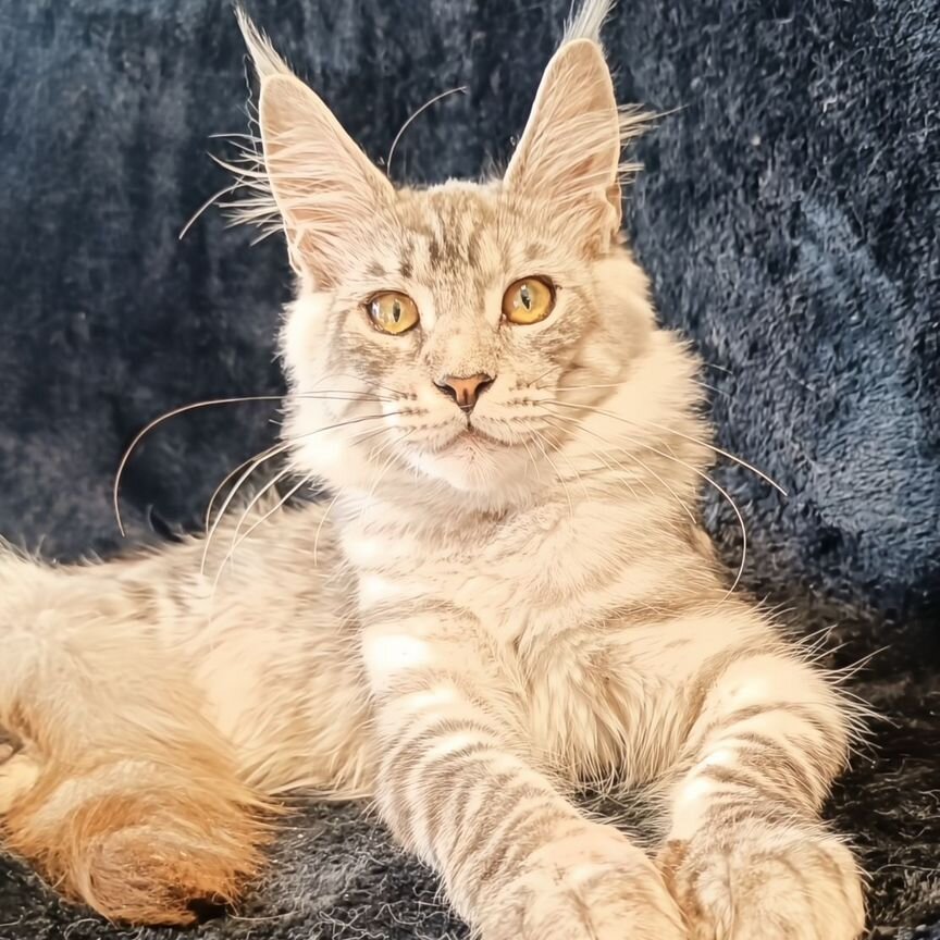 Мейн-кун котёнок