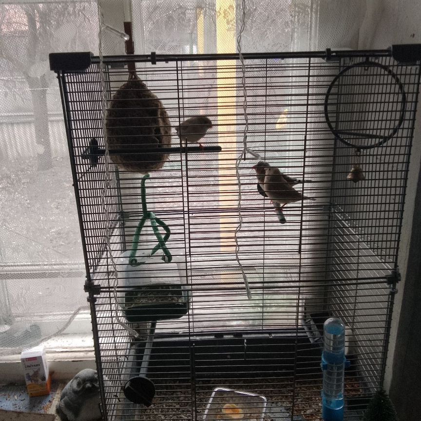 Попугай и амадины