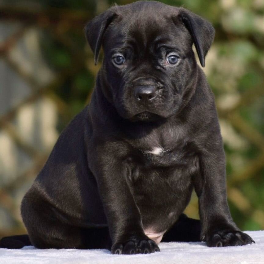 Прайтер, щенок