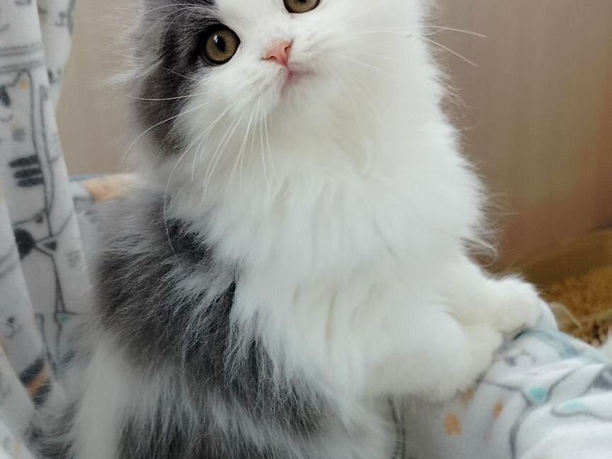 Котенок хайленд фолд