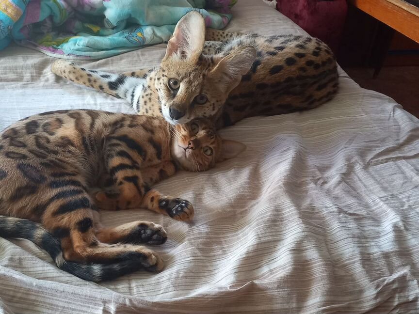 Котята саванна