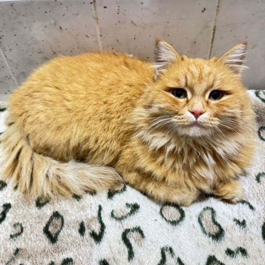 Кошечке очень нужен дом
